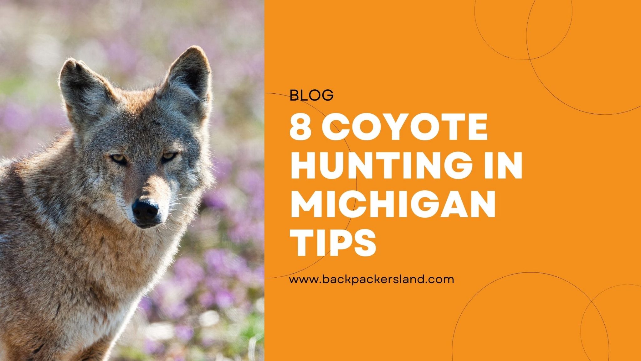 8 Coyote Hunting in Michigan Tips & Tricks (Most Effective)
